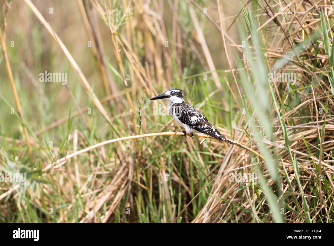 Reed water edge hunting africa hi-res stock photography and images - Alamy