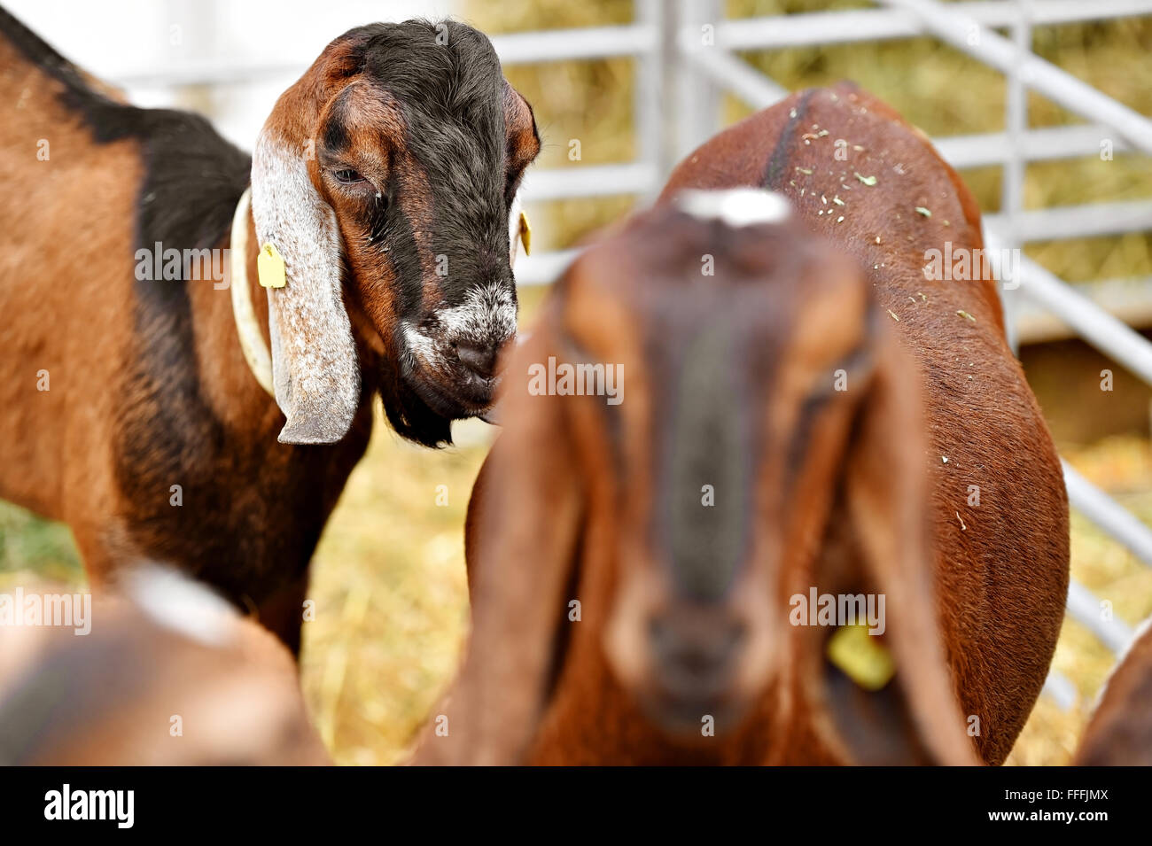 Pen of sheep hi-res stock photography and images - Alamy
