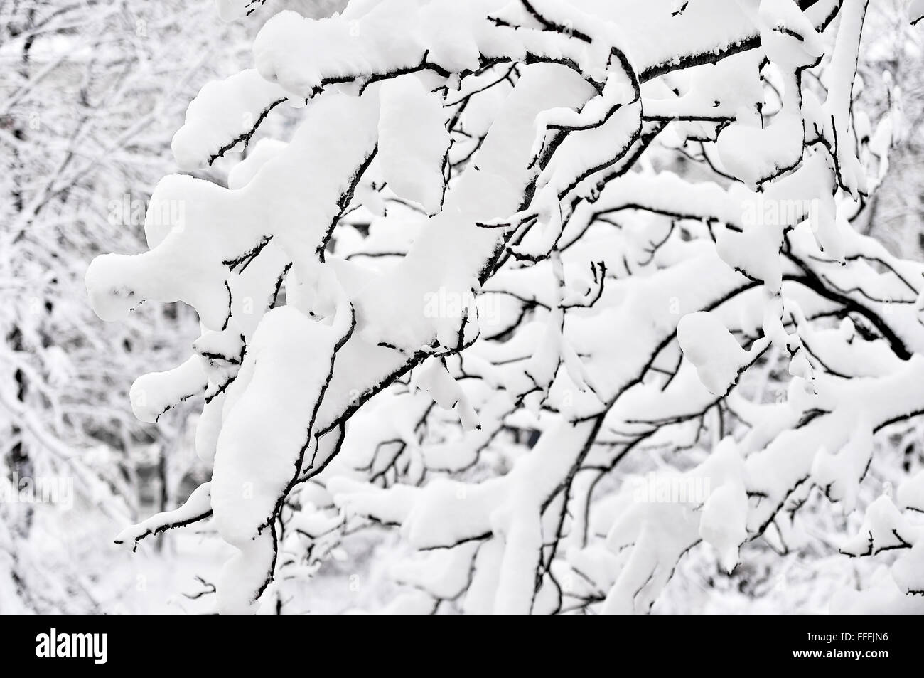 Winter scene with tree branches loaded with snow after heavy snowfall ...