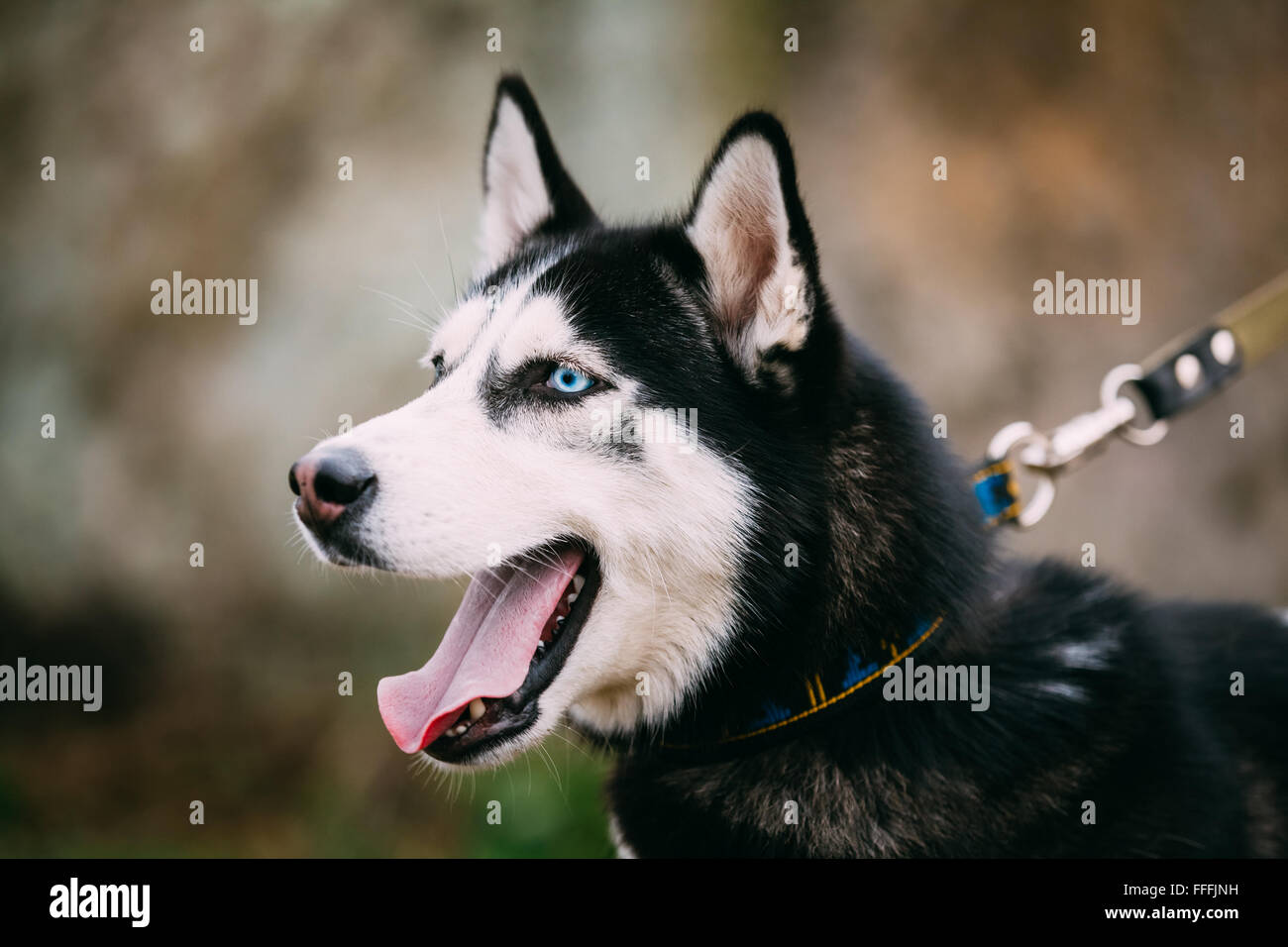 Portrait with husky hi-res stock photography and images - Alamy