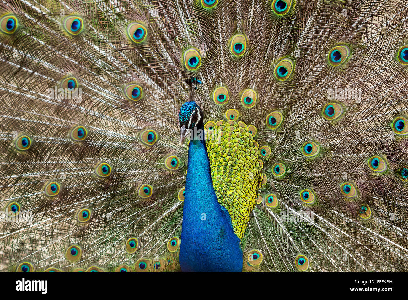 Peacock feather tail hi-res stock photography and images - Alamy