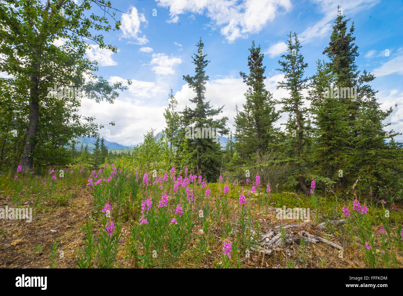 Alaska arctic fireweed alaska hi-res stock photography and images - Alamy