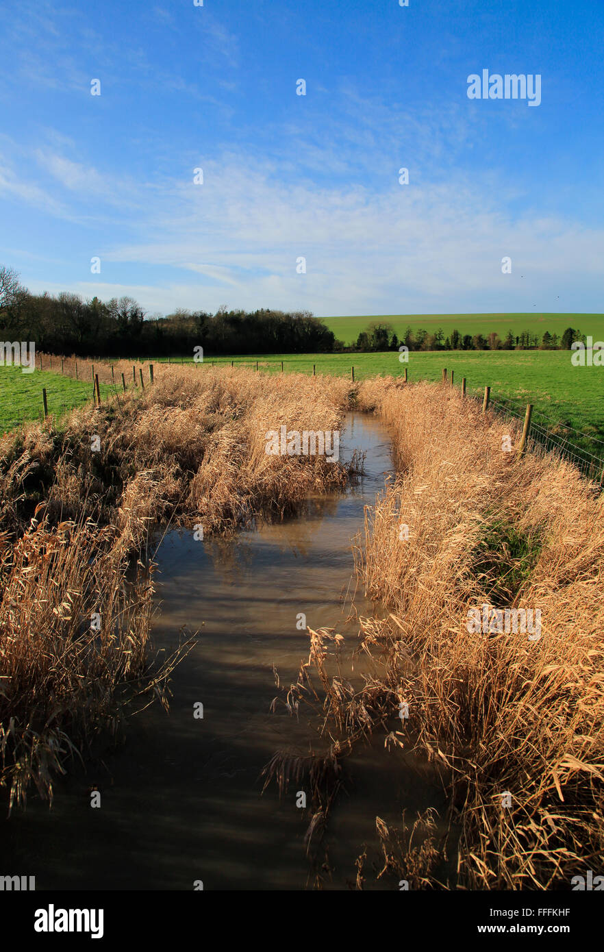 River Kennet flowing through reeds across fields at West Kennet ...