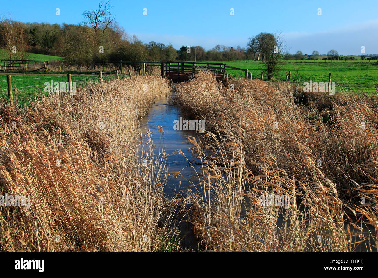 River kennet flowing through reeds across fields at west kennet hi-res ...