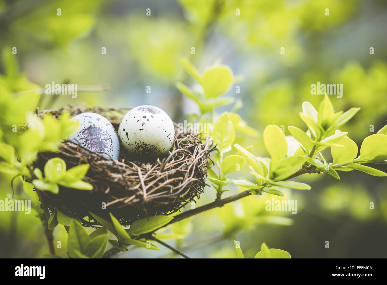 Birdnest nest hi-res stock photography and images - Alamy