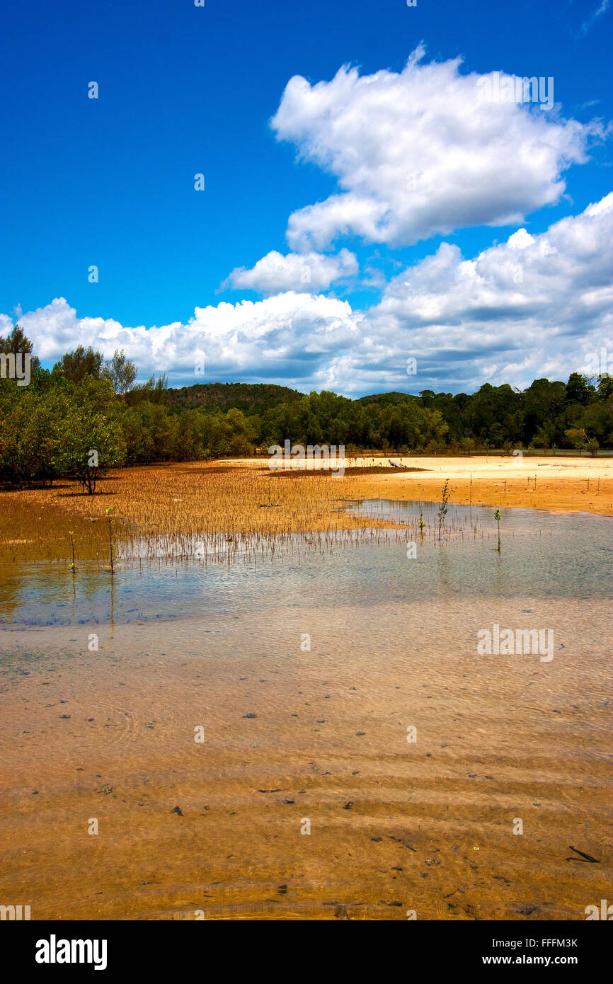 pond coastline river in the blue lagoon relax and bush in madagascar ...