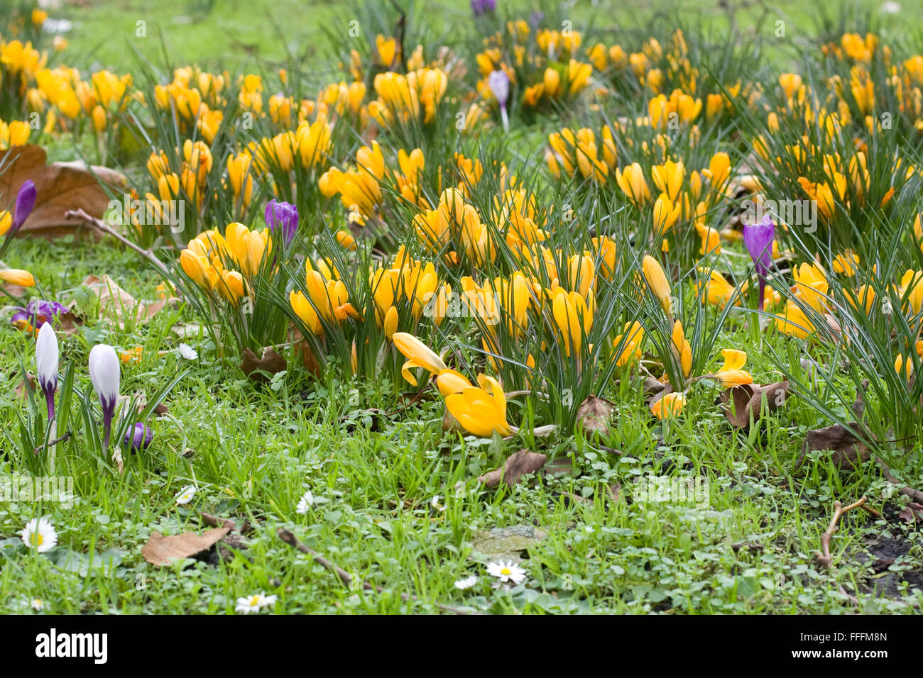 crocus flowers in English garden Stock Photo - Alamy