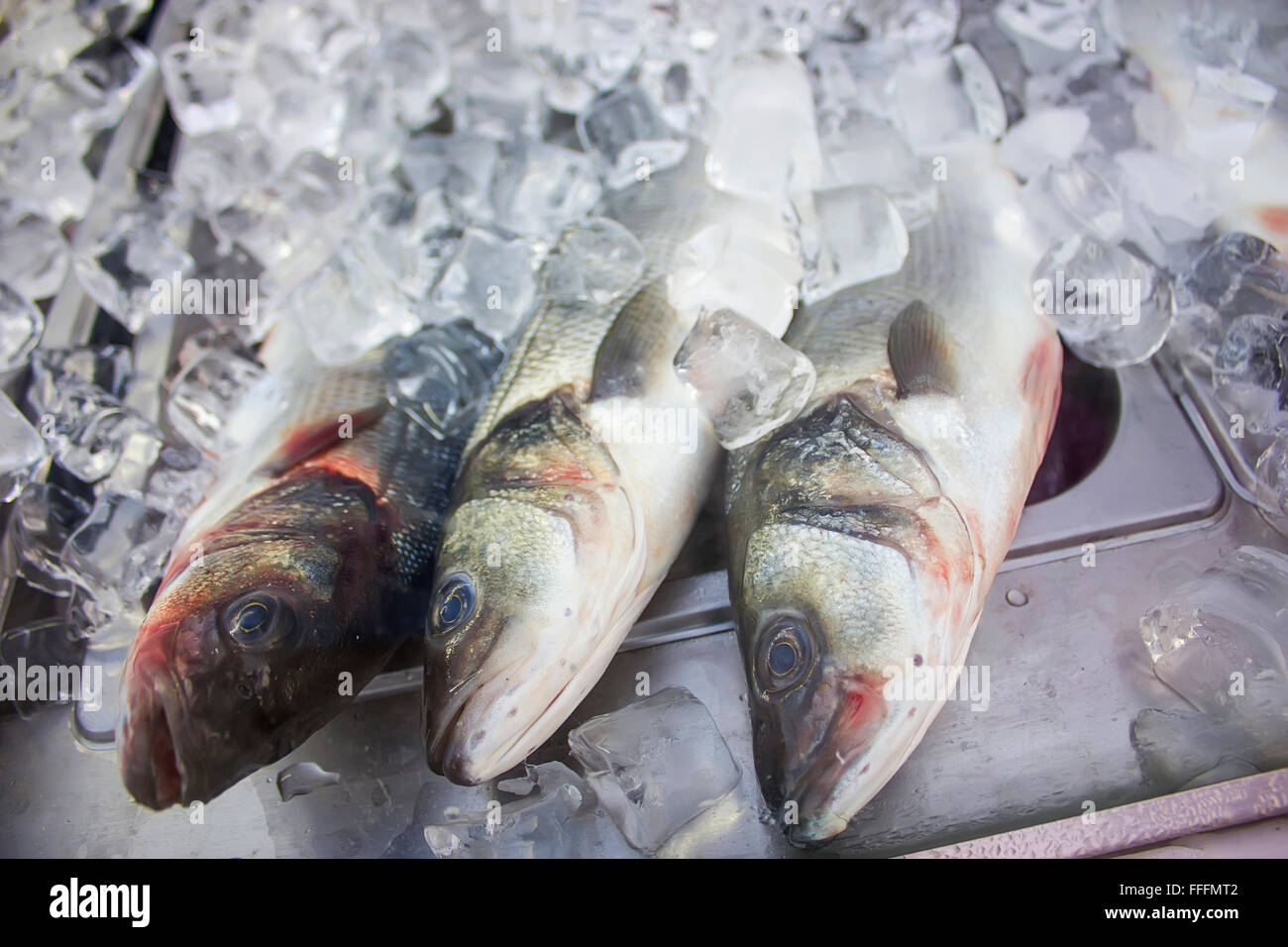Fish on the ice Stock Photo - Alamy