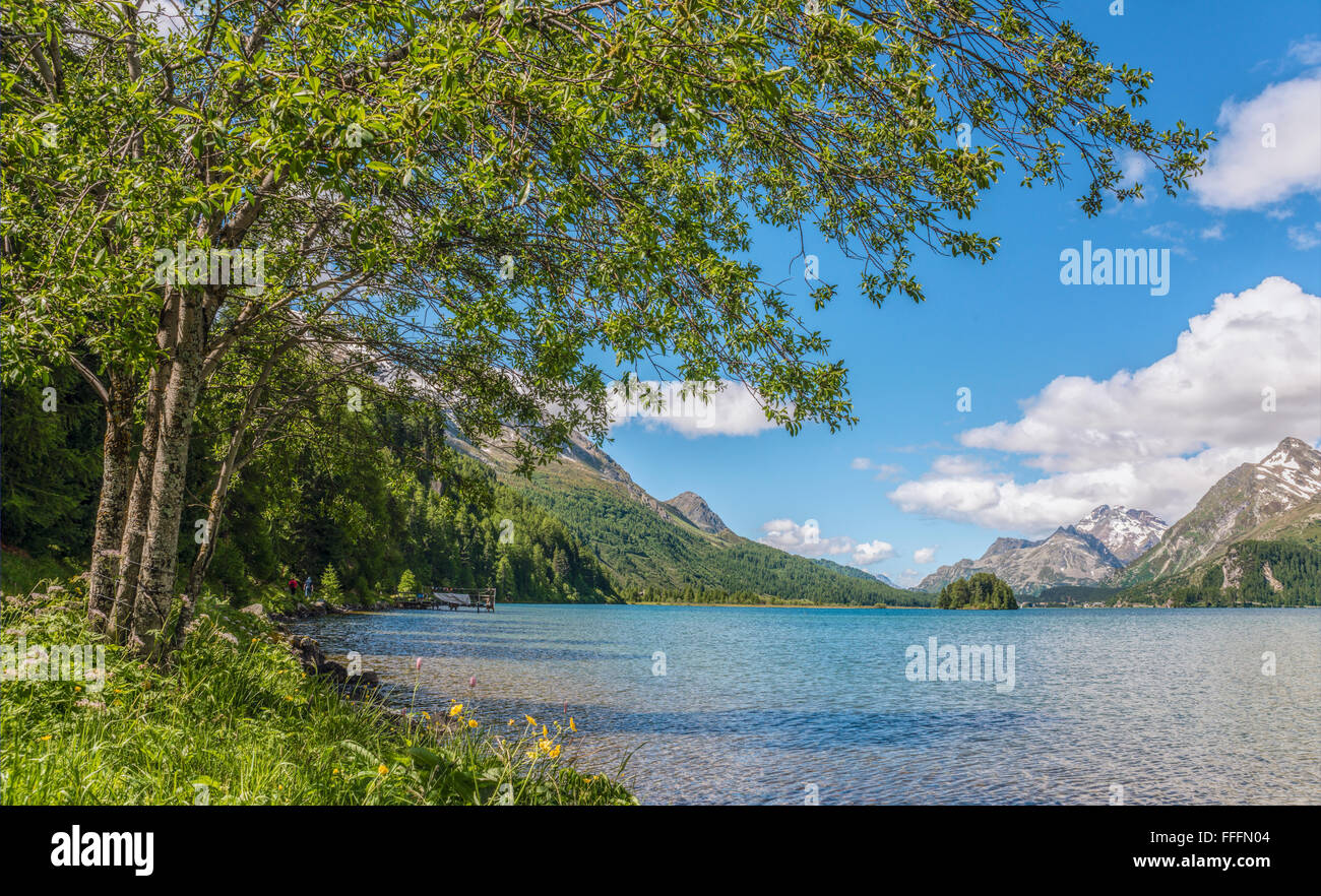 Summer landscape, Lake Sils, Upper Engadin, Switzerland Stock Photo - Alamy