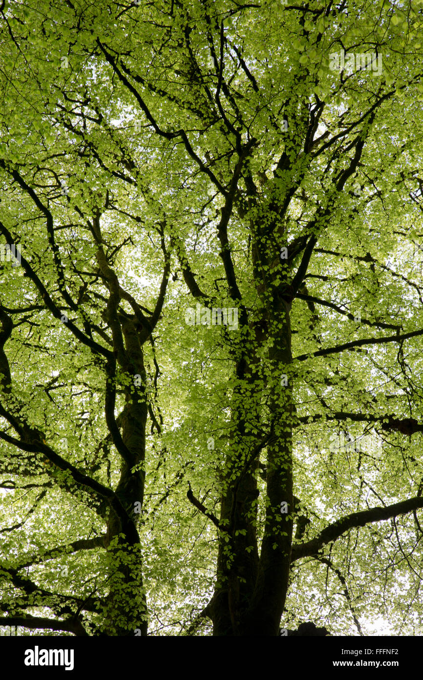 Beech Tree in Spring; Fagus sylvatica Cornwall; UK Stock Photo - Alamy