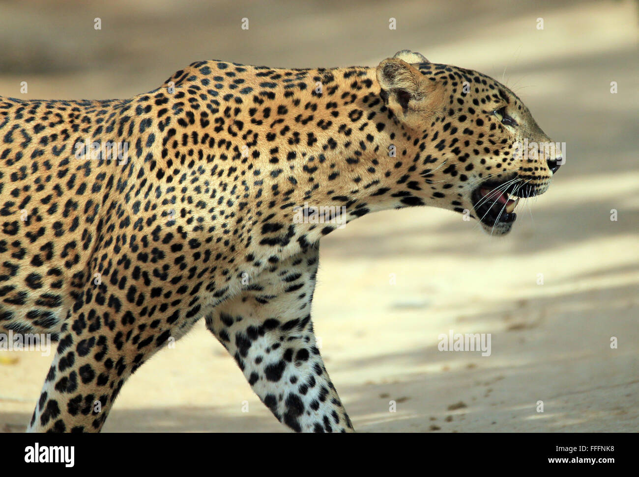 African Leopard Profile