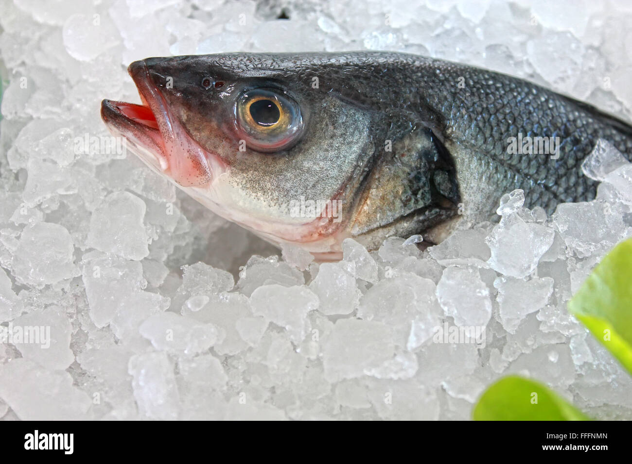 Fresh fish on the ice Stock Photo - Alamy