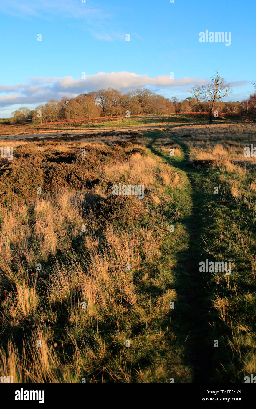 Uk Deciduous Nature Landscape High Resolution Stock Photography and ...