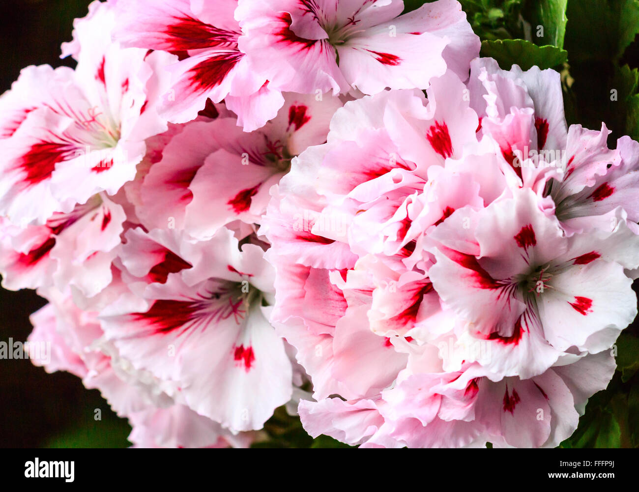 Pink and red flowering English Geranium plant Stock Photo - Alamy