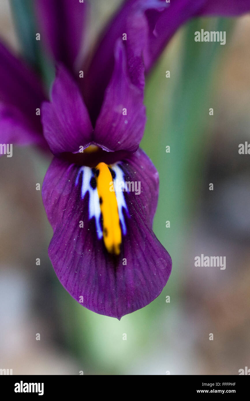Iris reticulata Purple Gem. Dwarf iris Stock Photo - Alamy