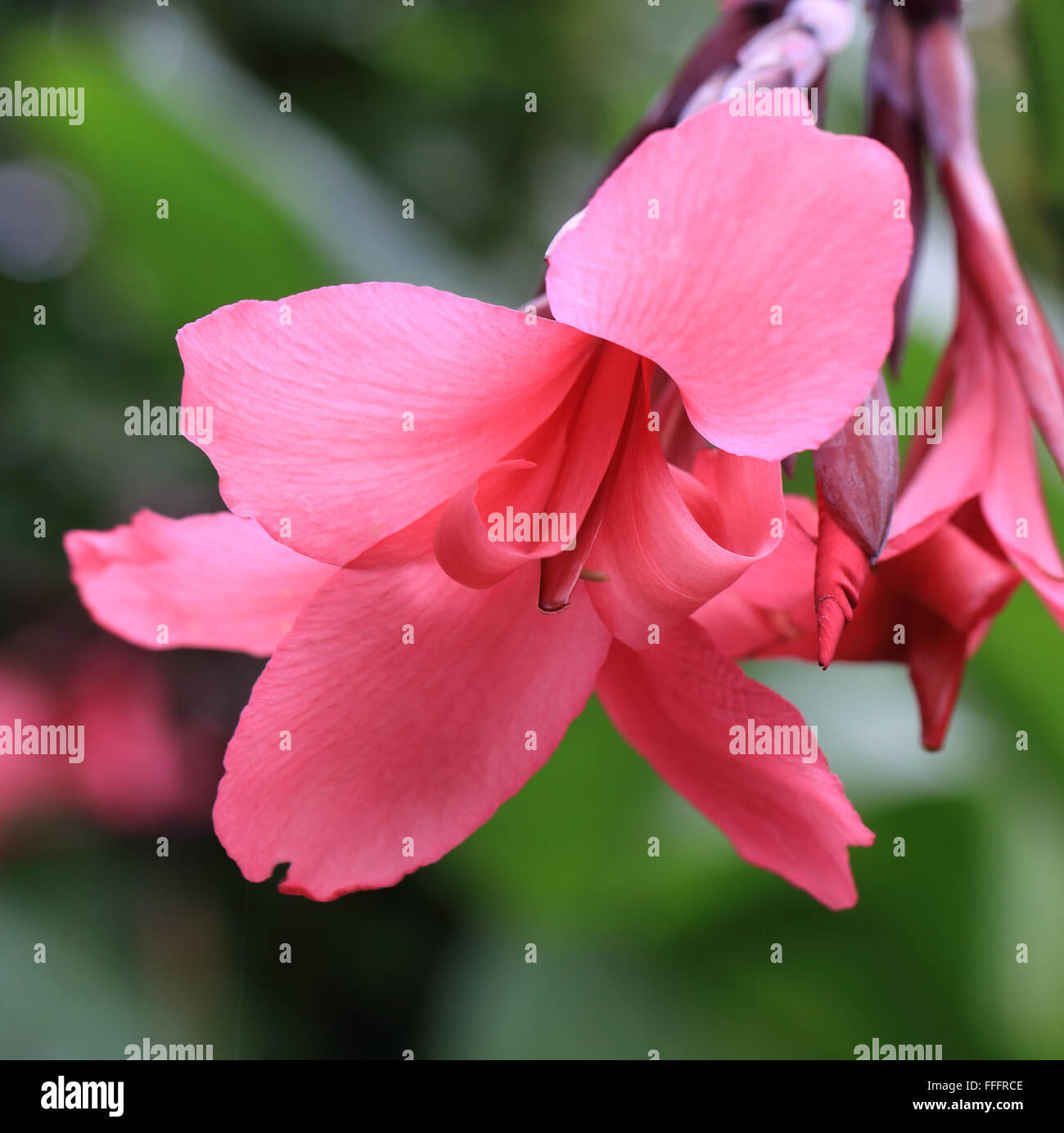 Red Canna Lily High Resolution Stock Photography and Images - Alamy