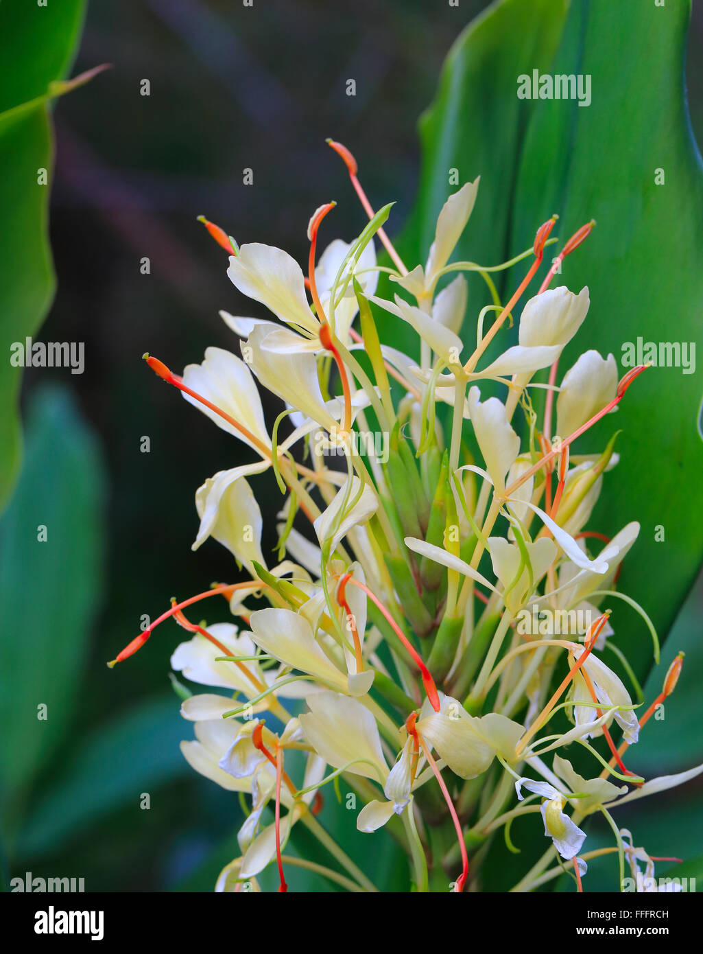 Flowering hedychium plant hi-res stock photography and images - Alamy