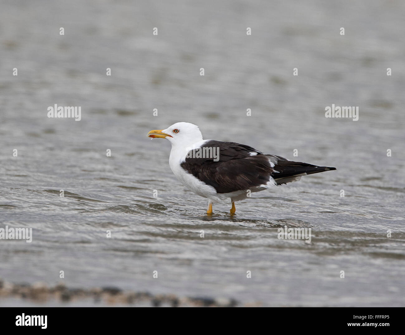Baltic Gull High Resolution Stock Photography and Images - Alamy