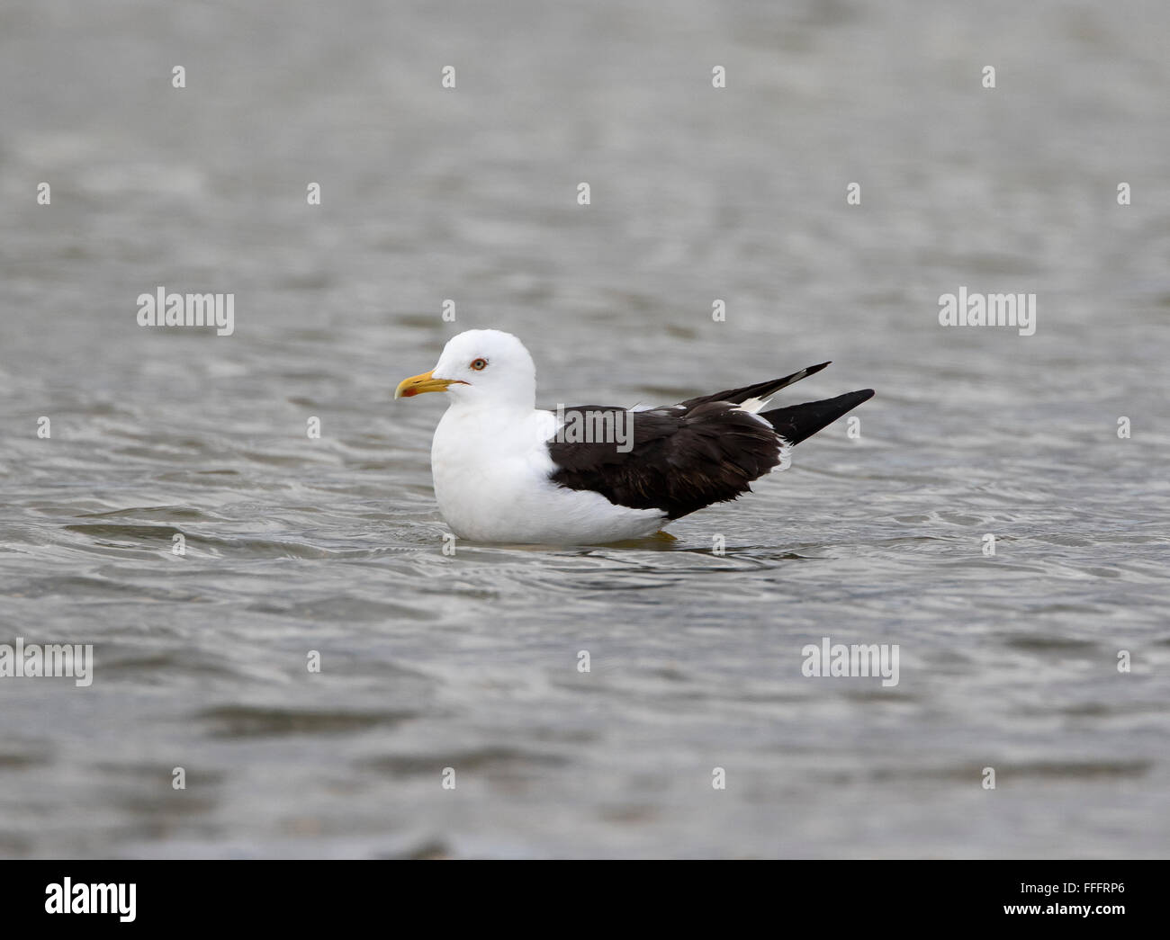 Baltic Gull High Resolution Stock Photography and Images - Alamy