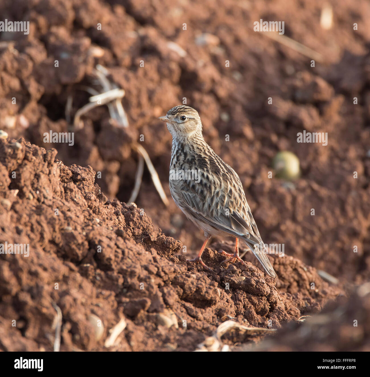 Skylark Alauda arvensis Stock Photo - Alamy