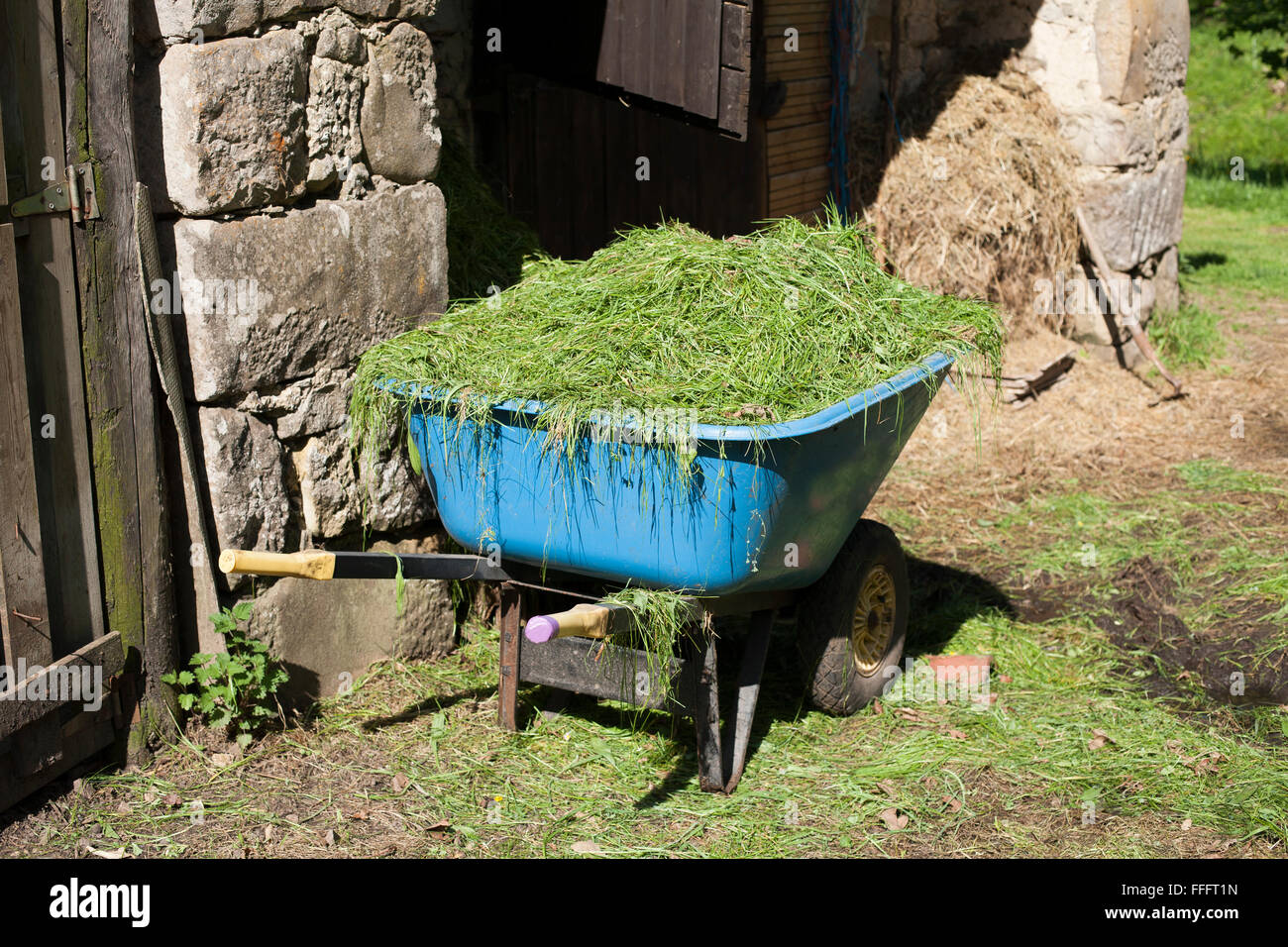blue wheelbarrow full with green grass ready to eat by animals in rural ...