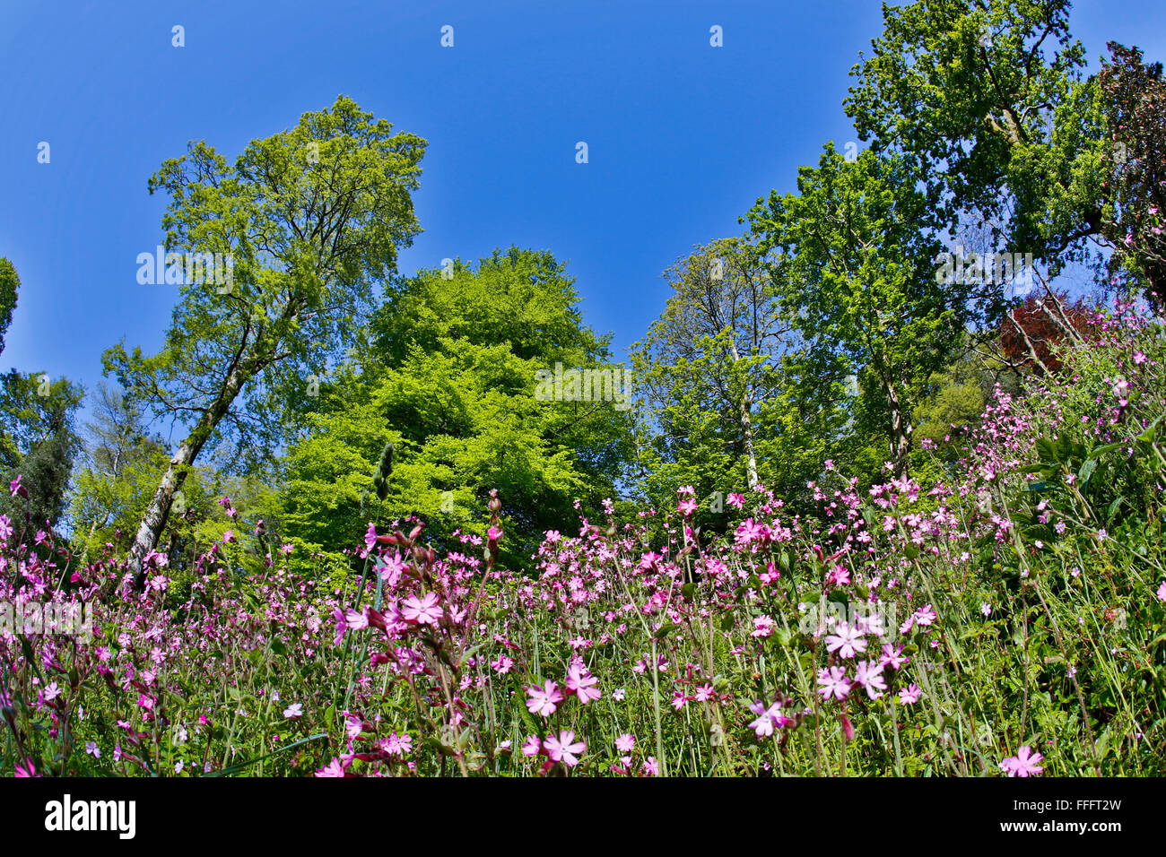 Trebah Garden; Spring Cornwall; UK Stock Photo - Alamy