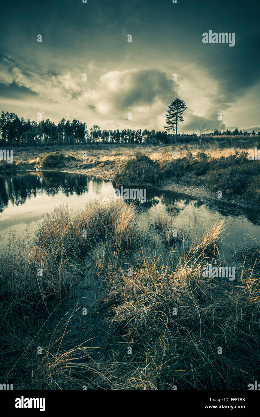 Marsh grass hi-res stock photography and images - Alamy