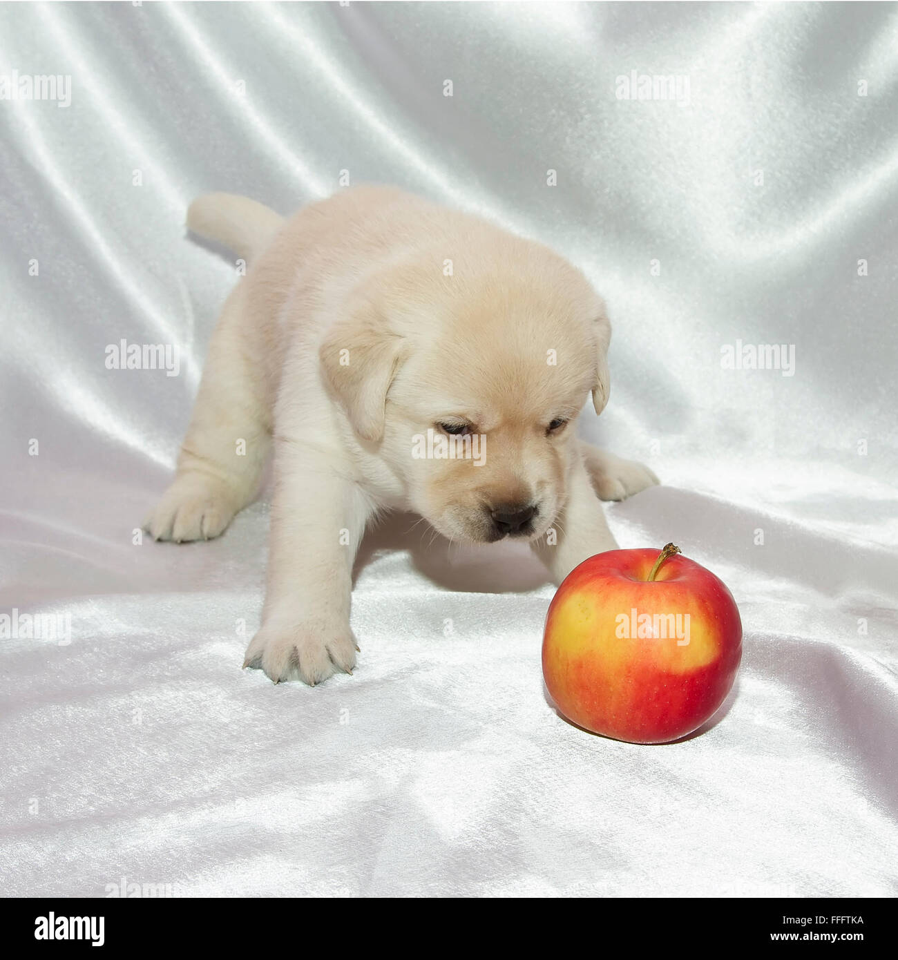 Labrador retriever puppy and red apple Stock Photo - Alamy