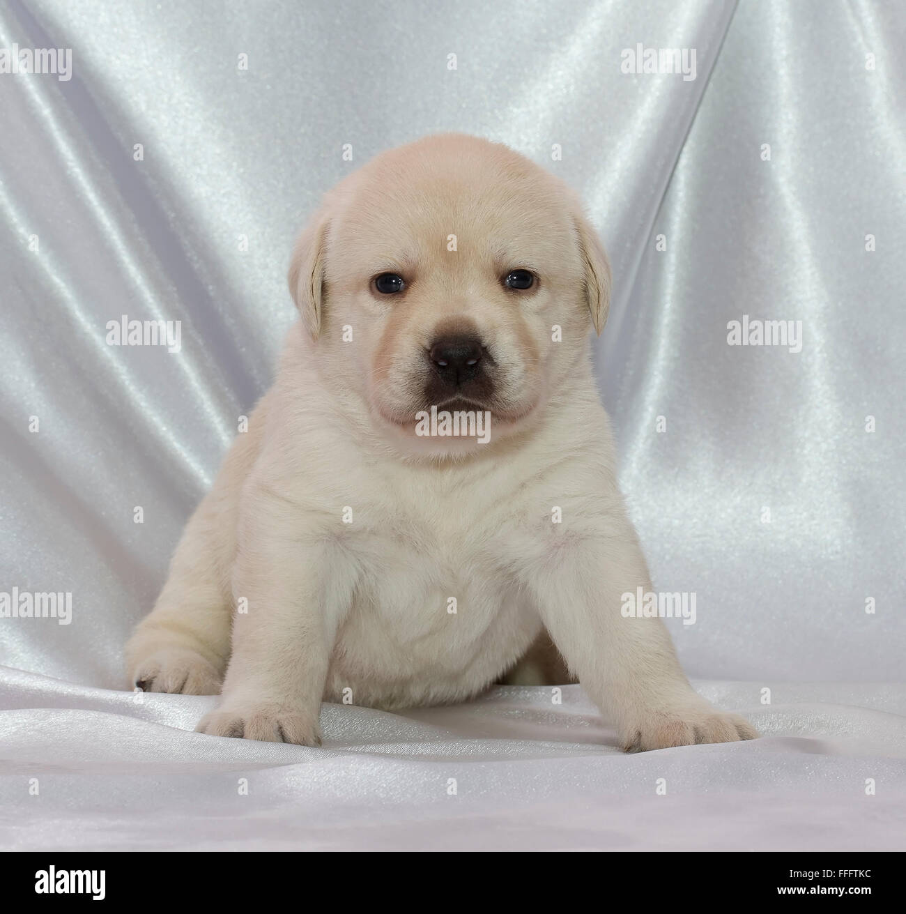 Labrador retriever puppy. Sitting, front view Stock Photo - Alamy
