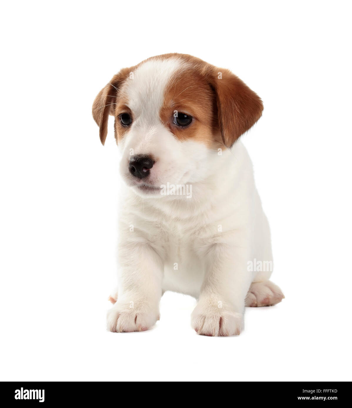 Jack Russell Terrier puppy isolated on white background. Front view ...
