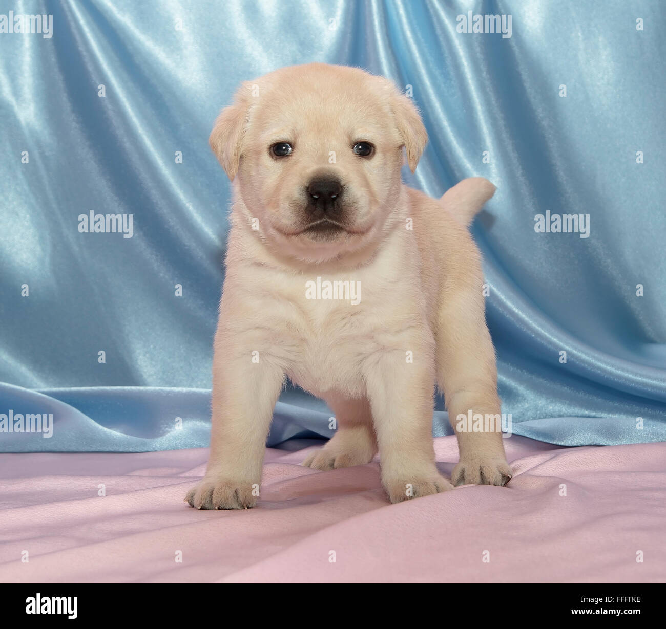 Labrador retriever puppy. Sitting, front view, Rose Quartz and Serenity ...