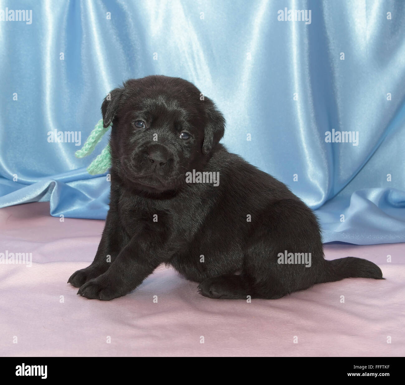 Labrador retriever puppy. Sitting, side view, Rose Quartz and Serenity ...