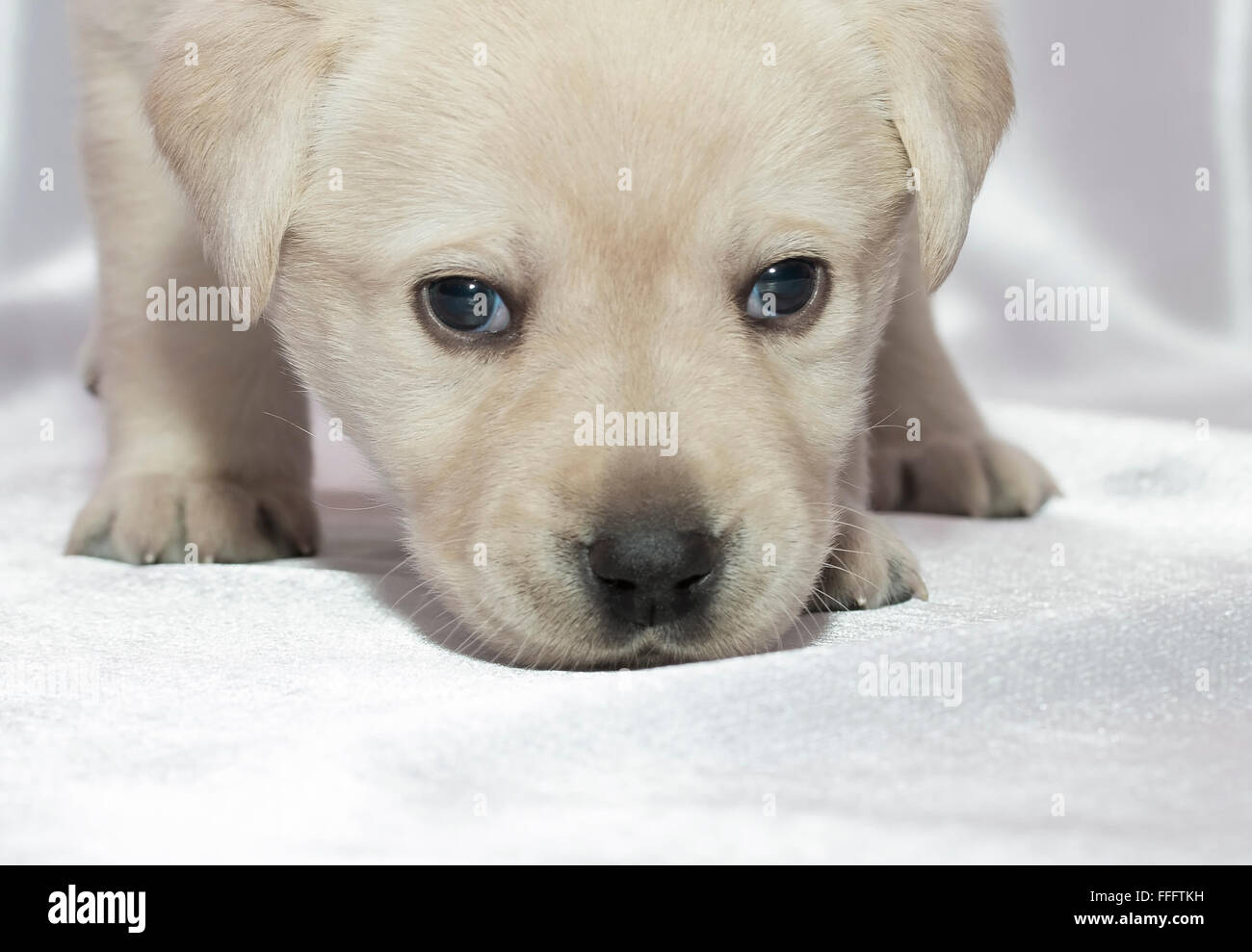 Labrador Retriever Branco Bebe Labrador Barking Dog / Labrador Sound