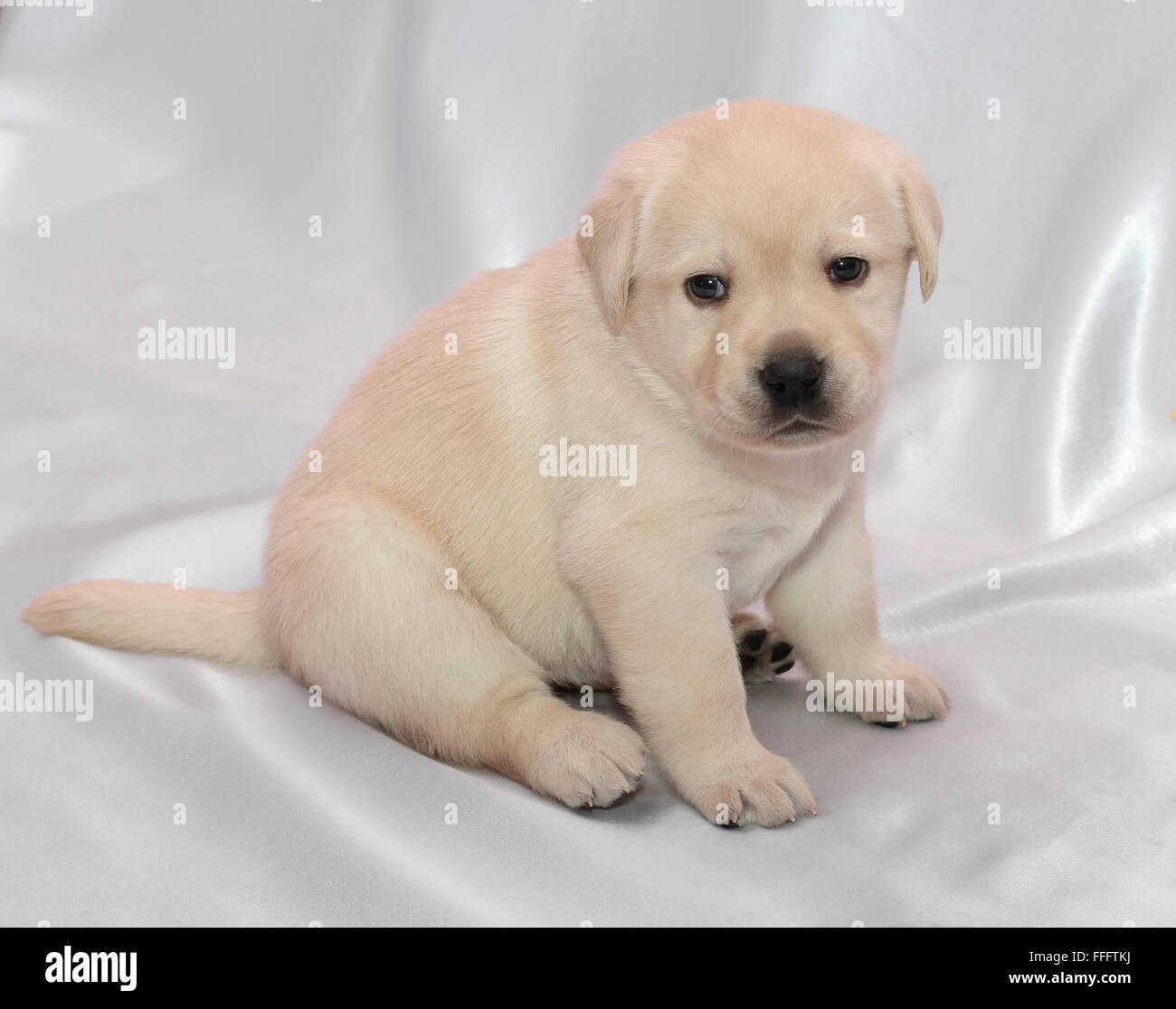 Labrador retriever puppy. Sitting, side view Stock Photo - Alamy
