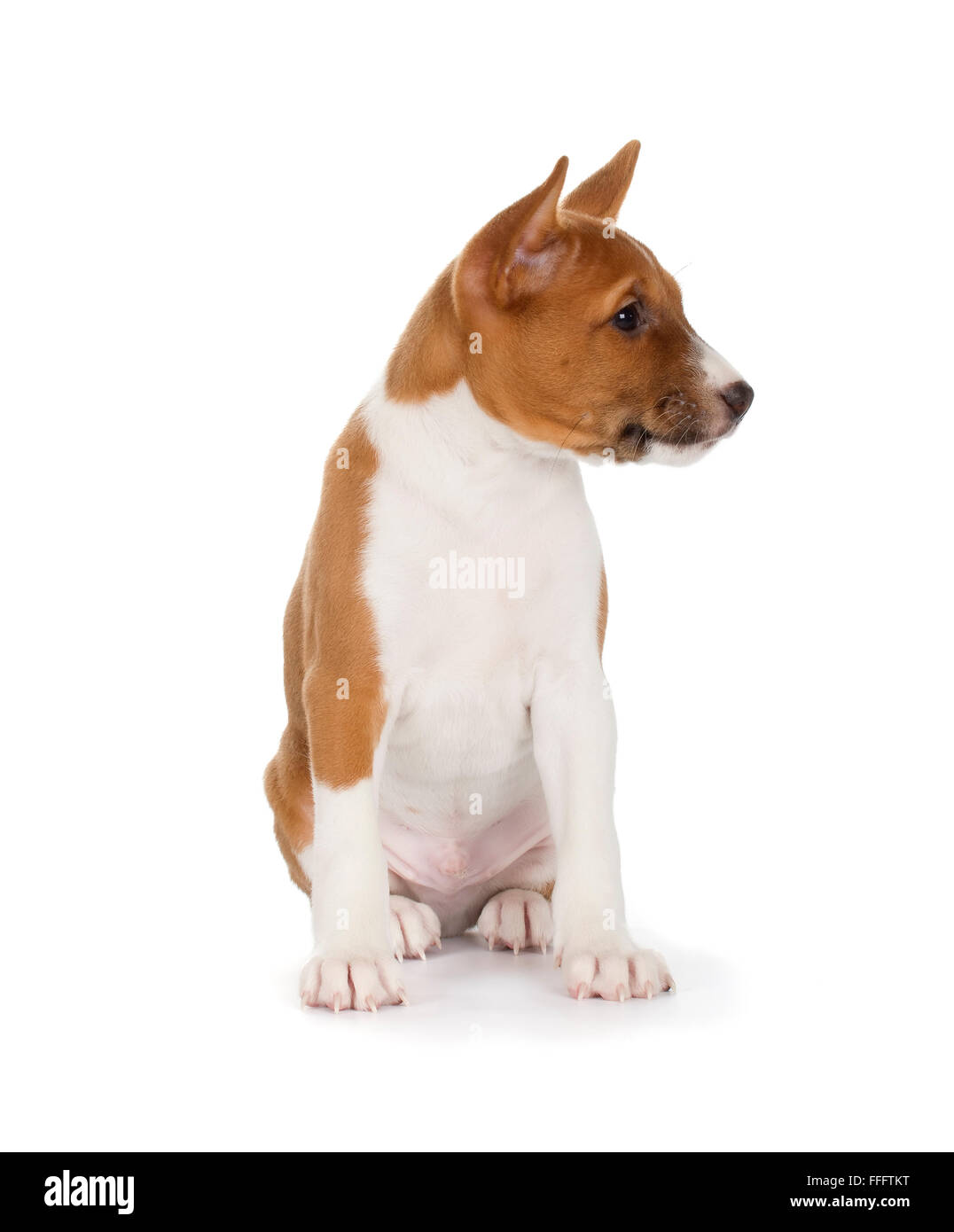 Basenji puppy isolated on white background. Side view, sitting Stock ...