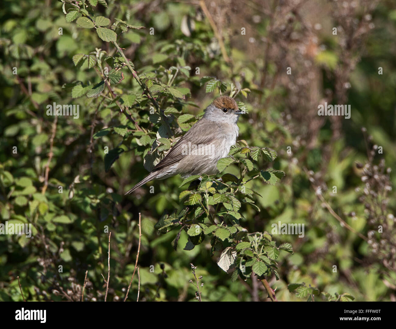 Female Blackcap Sylvia atricapilla Stock Photo - Alamy
