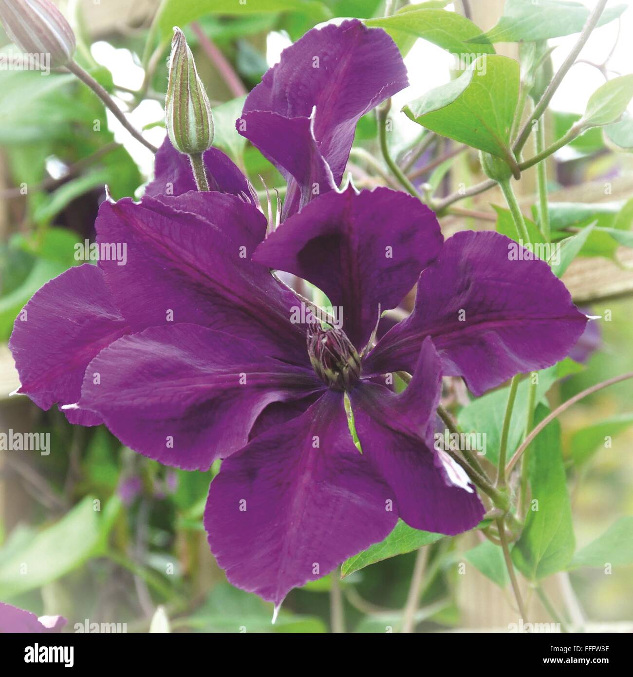 Clematis. Garden flowers both in close up and in growing positions ...