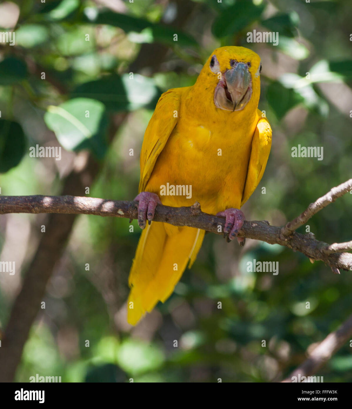 Golden Parakeet yellow Bird Stock Photo - Alamy