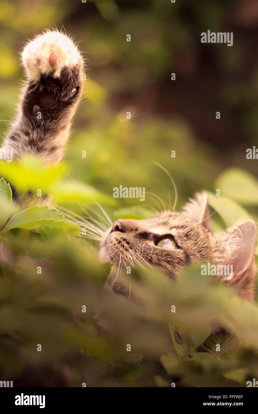 Cute cat playing hi-res stock photography and images - Alamy