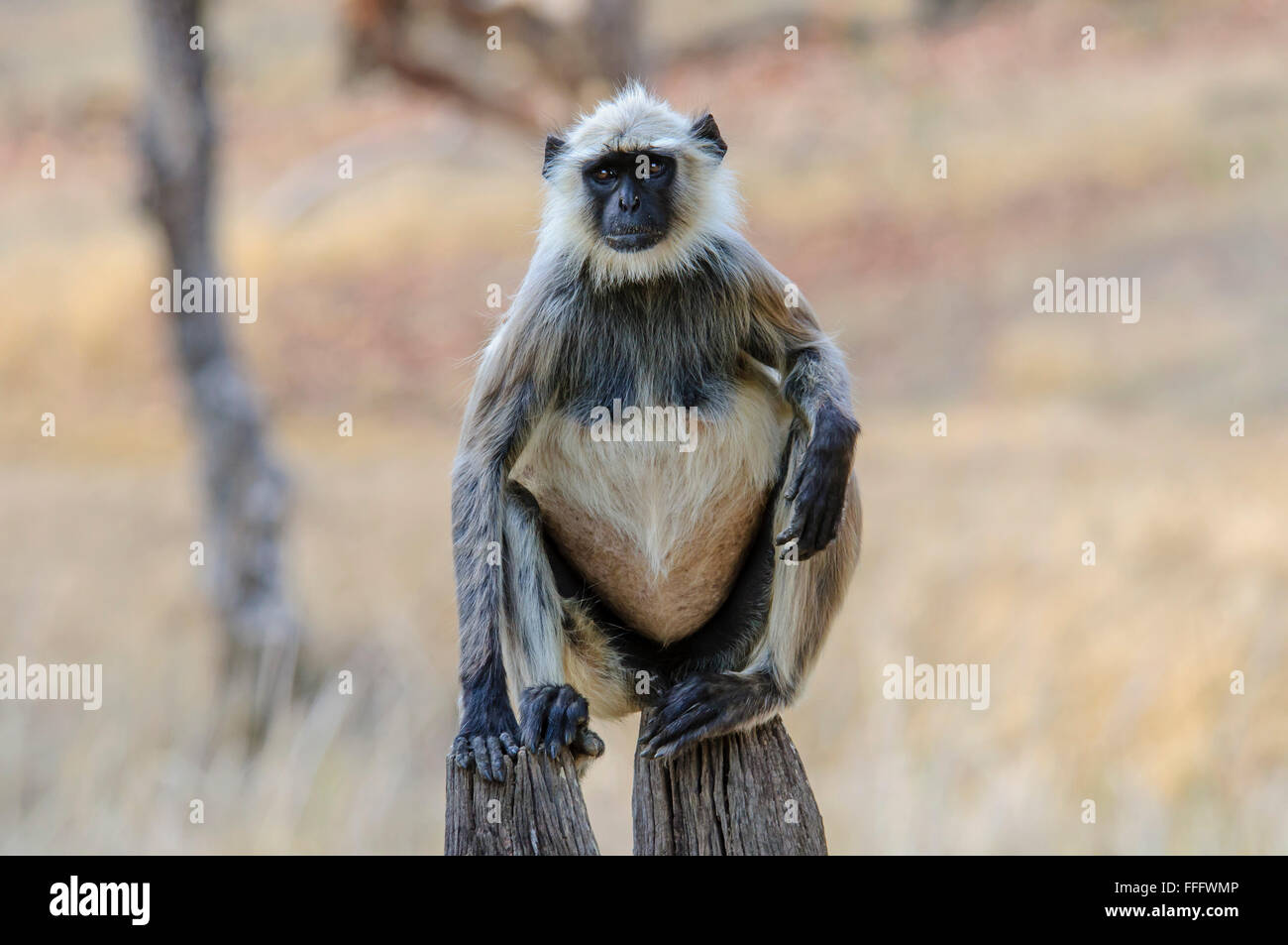 Langur monkey hi-res stock photography and images - Alamy