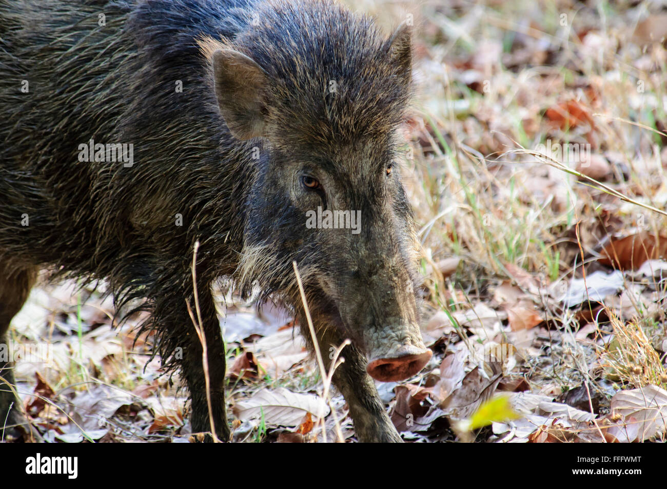 Wild boar head hi-res stock photography and images - Alamy