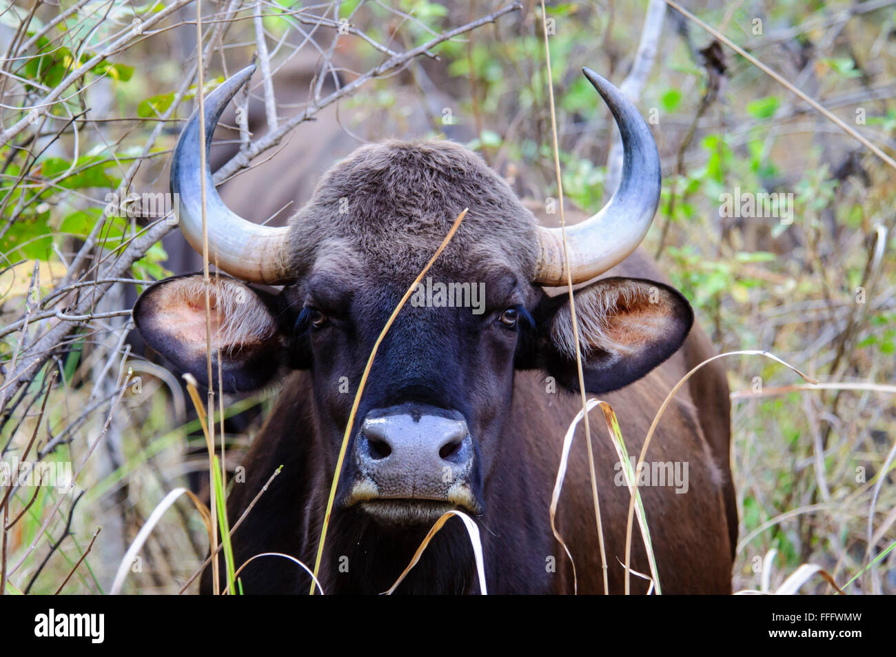 Gaur head hi-res stock photography and images - Alamy