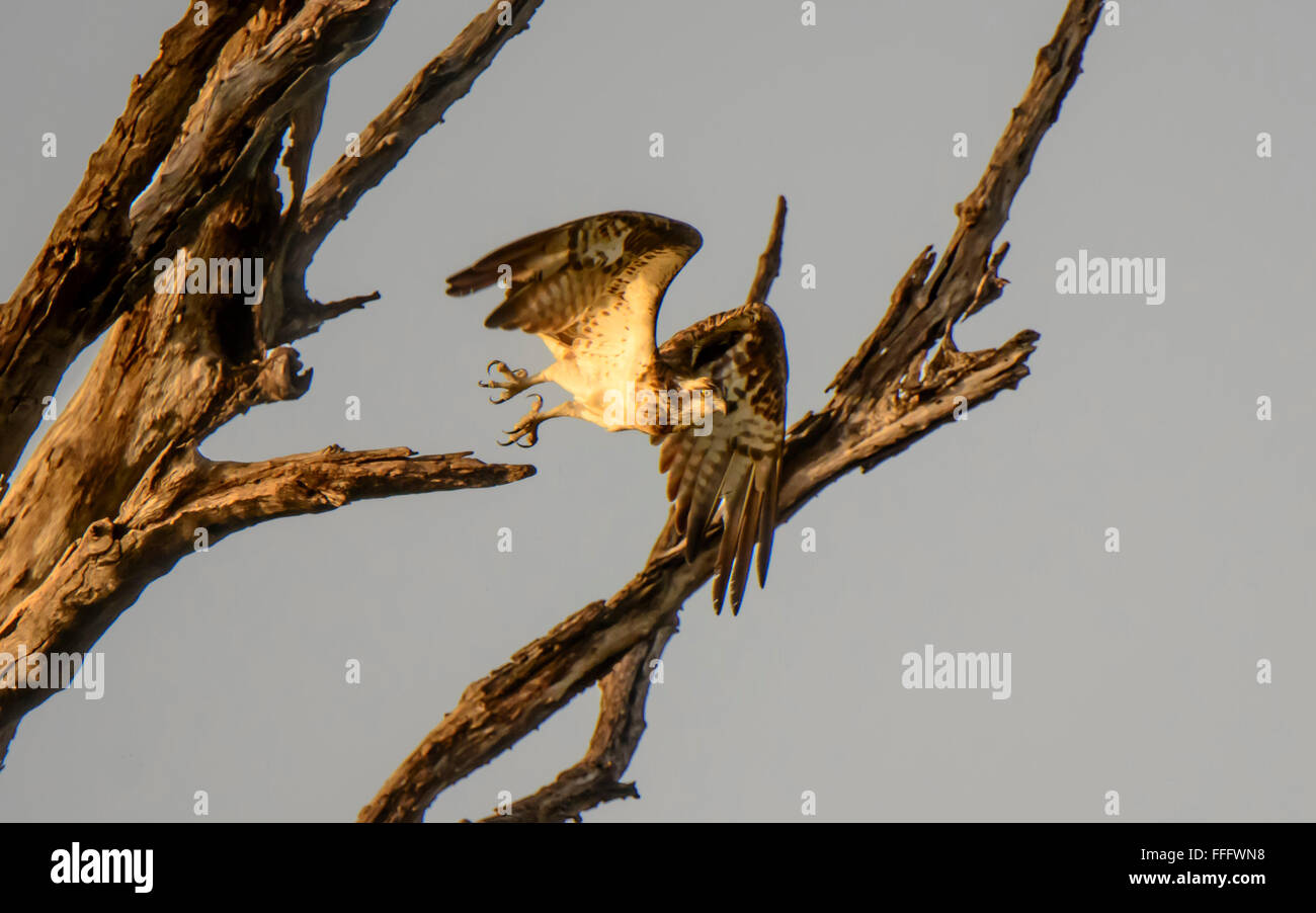 Perch flight hi-res stock photography and images - Alamy
