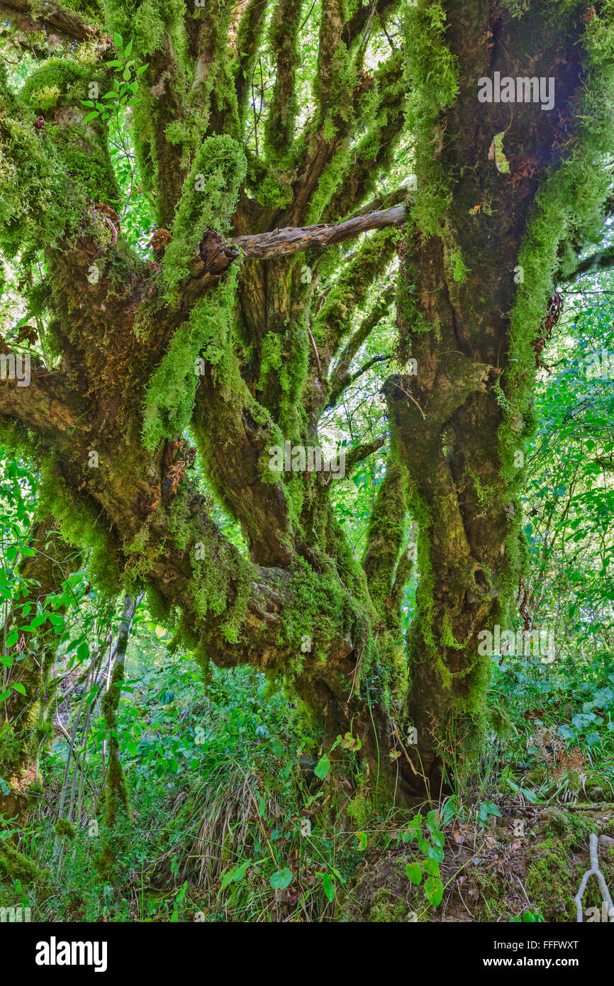 Tropical forest moss hi-res stock photography and images - Alamy