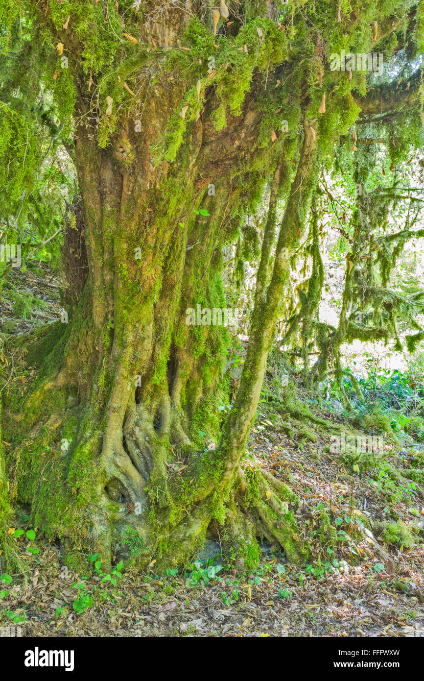 Tree with green moss in tropical forest, Abkhazia, Georgia Stock Photo ...