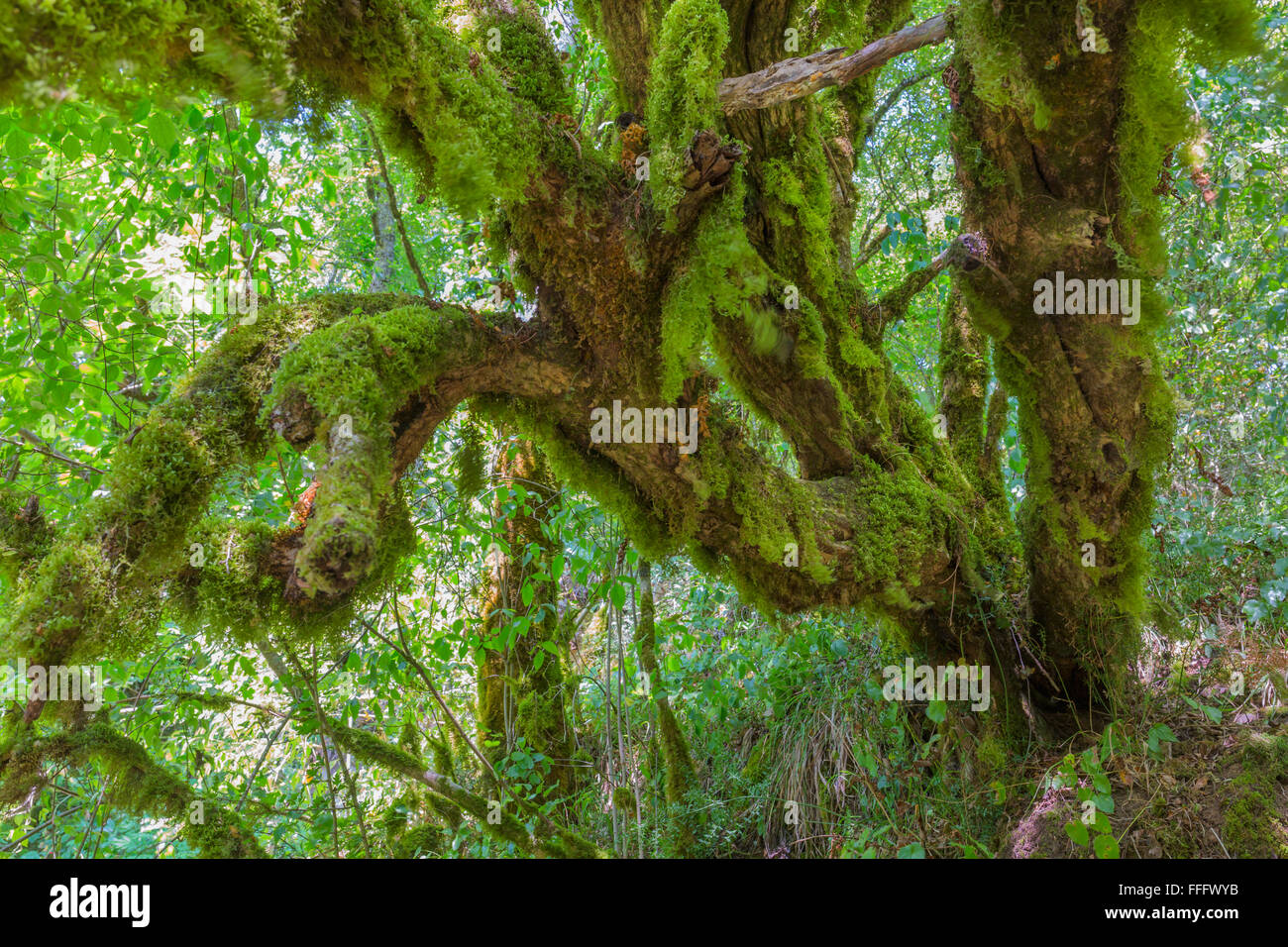 Tree with green moss in tropical forest, Abkhazia, Georgia Stock Photo ...
