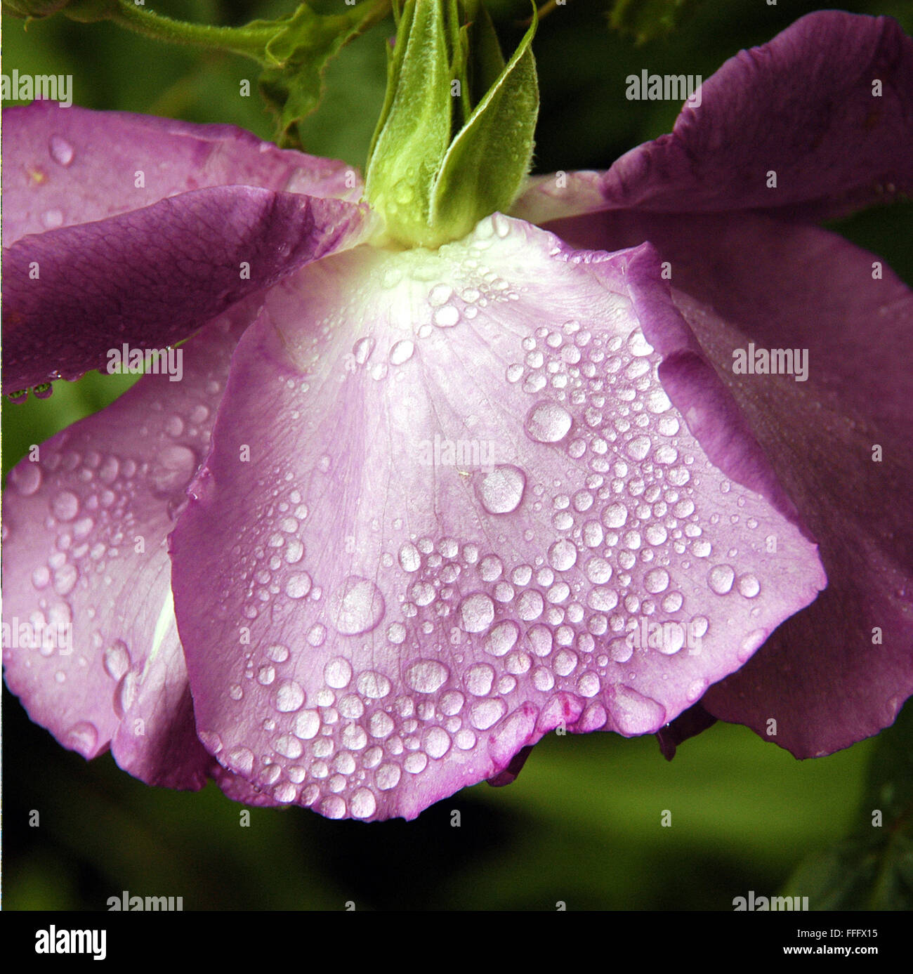 Purple Rose and rain drops Stock Photo - Alamy