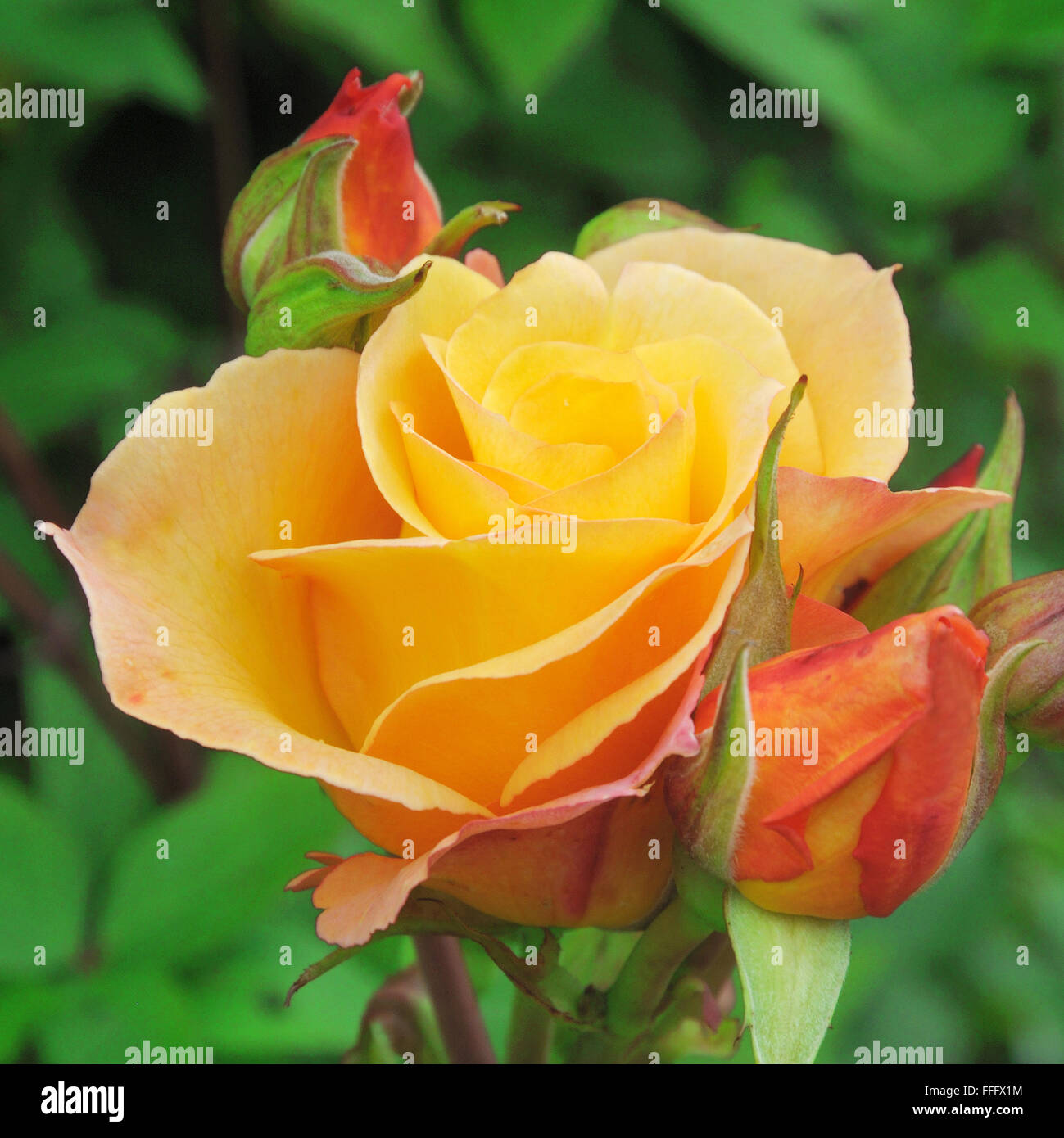 Rosa Grace. A stunning yellow bush rose Stock Photo - Alamy