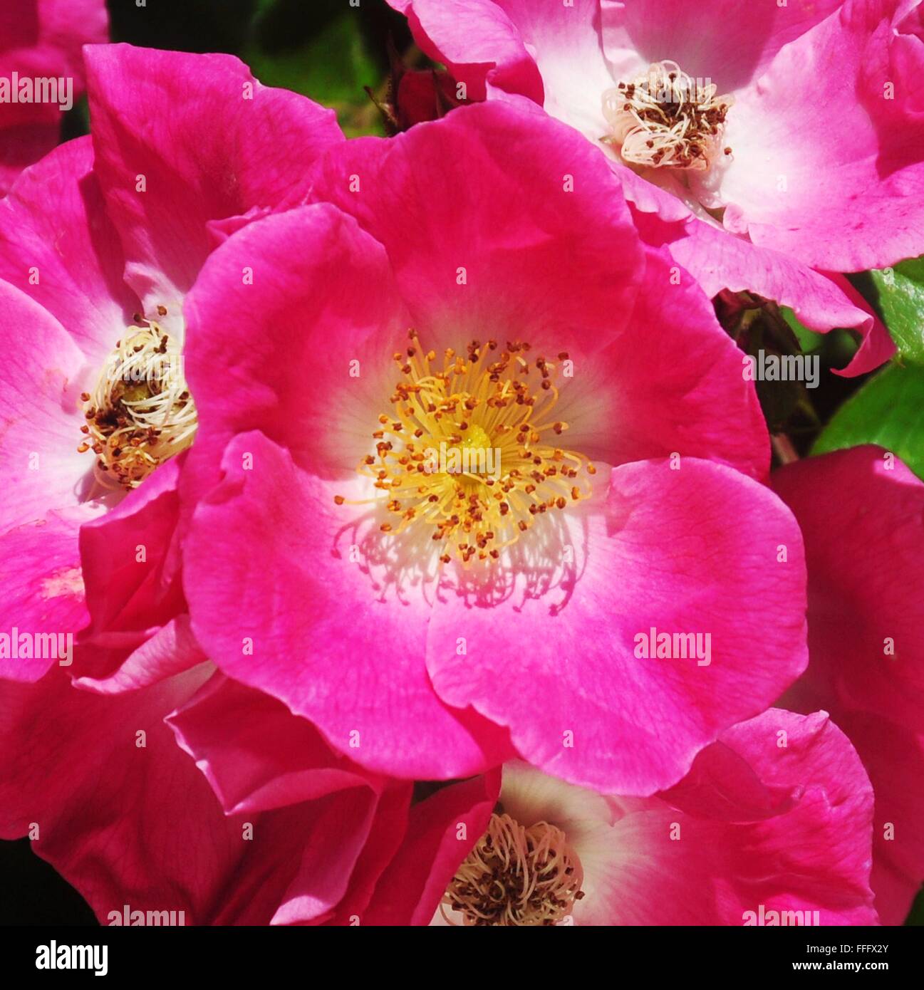 Wild pink rose Stock Photo - Alamy