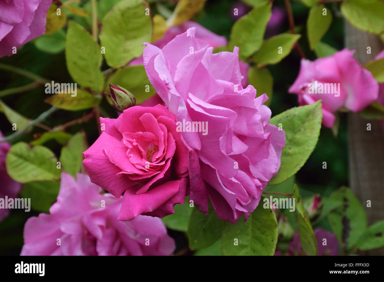 A lovely old fashioned Pink colored rose Stock Photo - Alamy